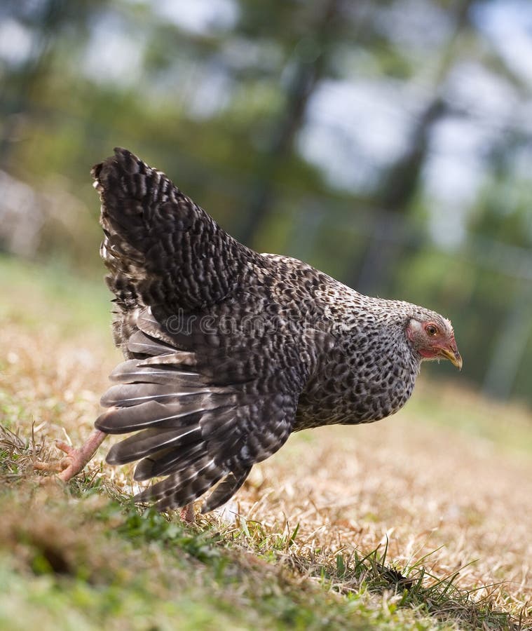 Walking hen stock image. Image of animal, bird, comb - 22485875