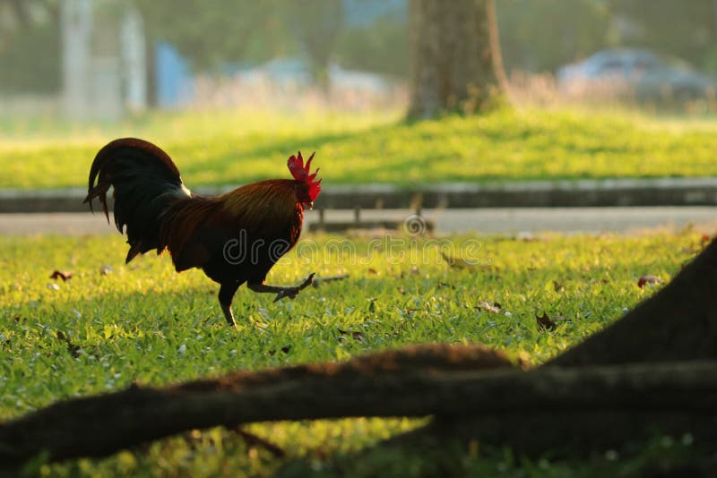 Walking hen stock image. Image of thailand, park, tree - 92973139