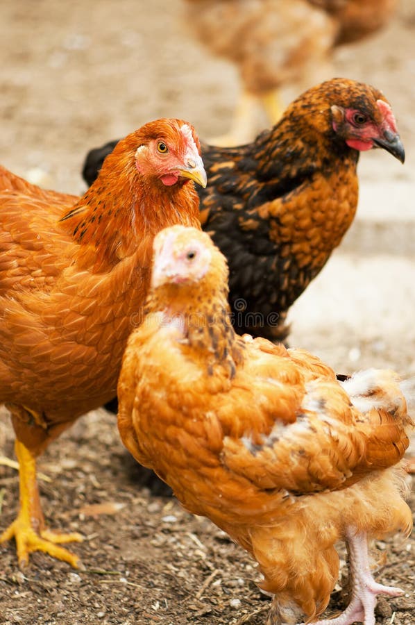 Walking hens stock photo. Image of farmyard, chickens - 20866432