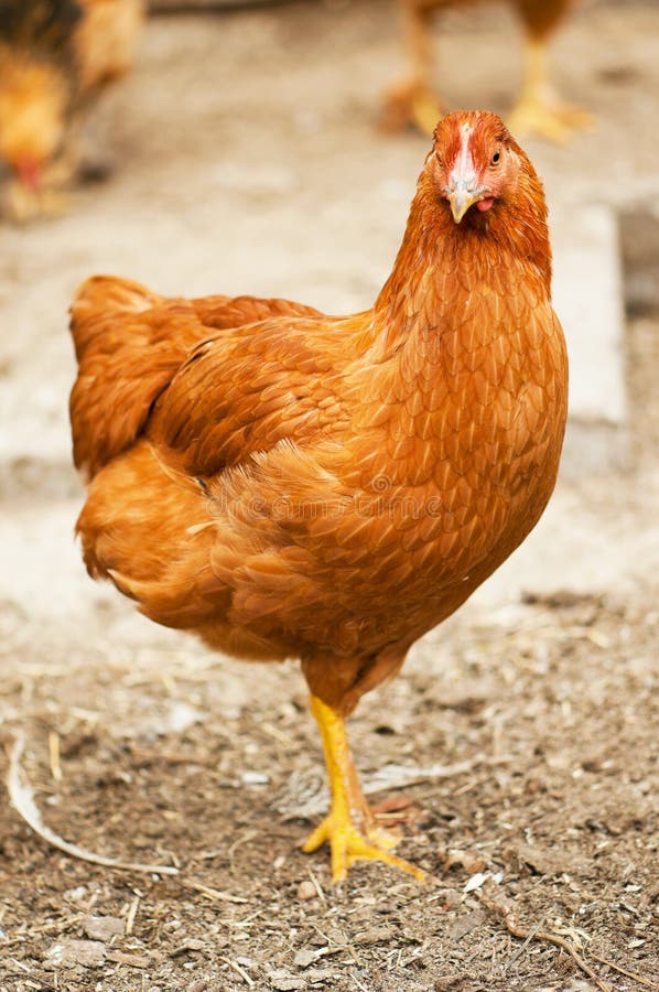 Walking hens stock photo. Image of nature, freedom, farmyard - 21139140