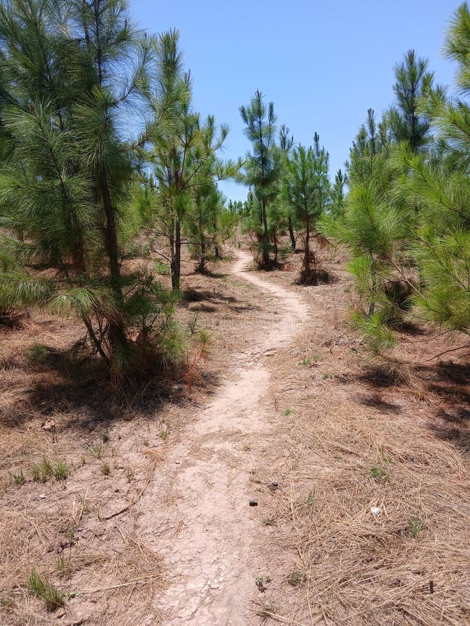 Walking through Here Feels Like Paradise Stock Image - Image of feels ...