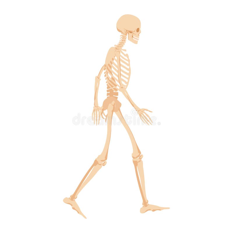 Walking Human Skeleton. Anatomical Structure of the Body for Study and ...