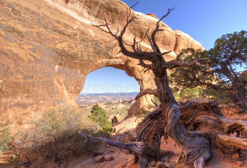 Walking Juniper Tree at Partition Arch Stock Photo - Image of gnarled ...