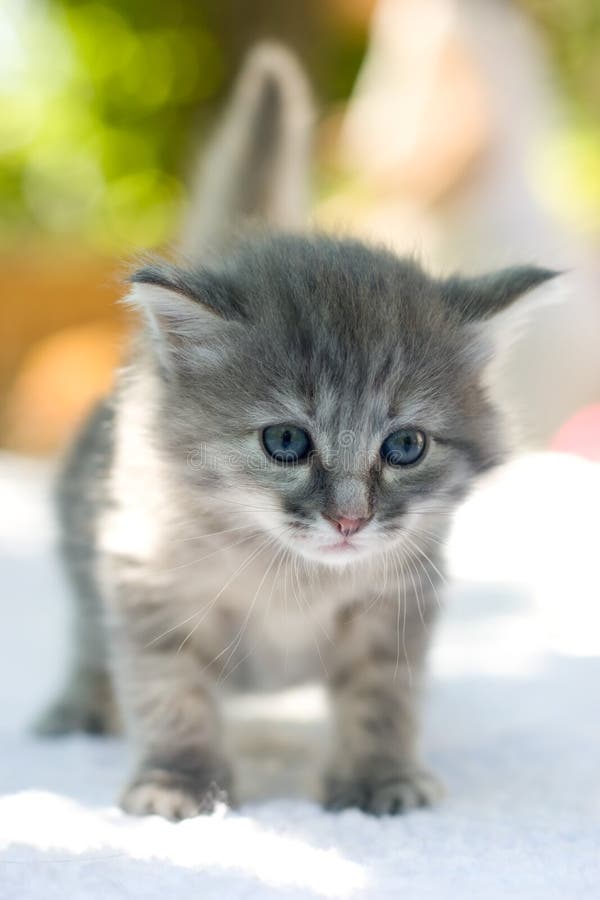 Walking kitten stock photo. Image of cute, walking, male - 10134786
