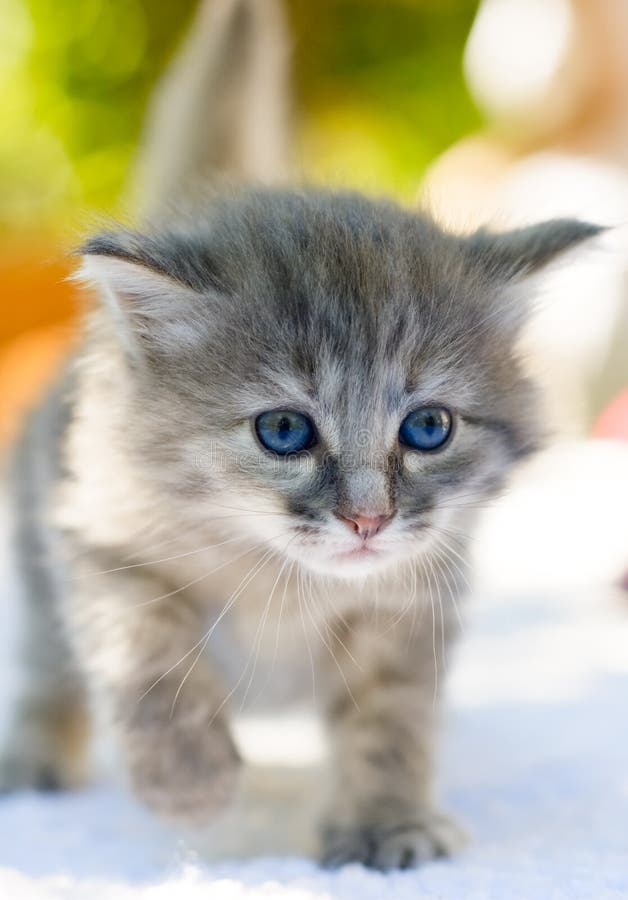 Walking kitten stock image. Image of tabby, mammal, animal - 8816461