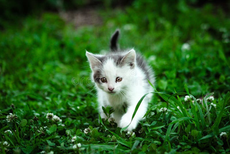 Walking kitten stock photo. Image of green, little, walking - 97368854