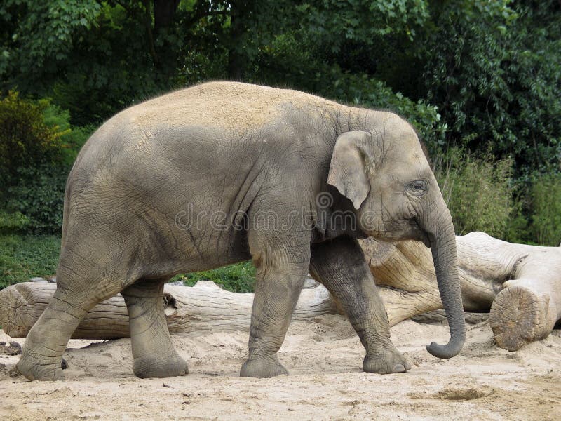 Walking Large Elephant in the Zoological Park Stock Photo - Image of ...