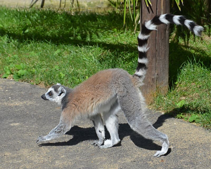 Walking Lemur stock photo. Image of tailed, strepsirrhine - 34260066