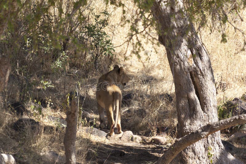 Walking lion top view. stock photo. Image of horizontal - 98993034