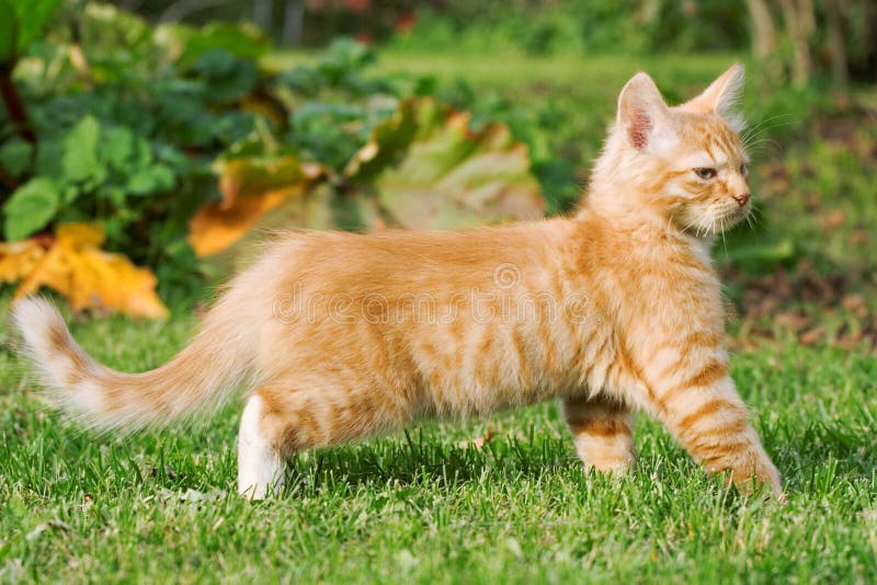 Walking Little Kitten Picture. Image: 6540163