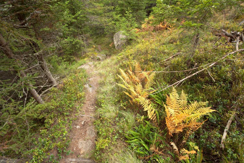 Walking Long a Mountain Path at Fall in the Woods Stock Photo - Image ...
