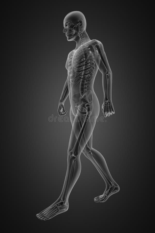 Walking man radiography stock illustration. Illustration of anatomy ...
