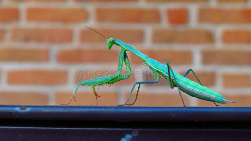 Walking mantis stock photo. Image of green, bricks, brown - 154914188