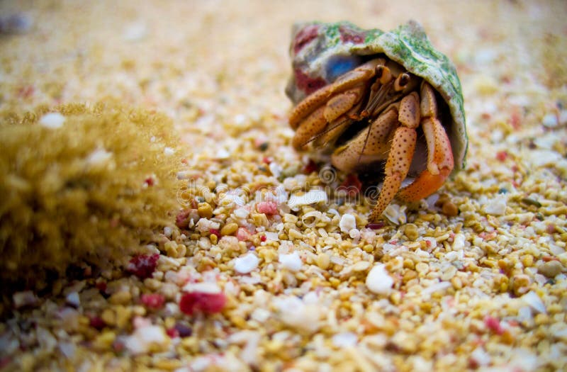 Walking mollusk stock photo. Image of crab, wild, animals - 17242698