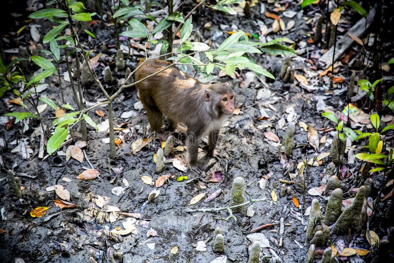 Walking Monkey in the Deep Forest. Stock Photo - Image of walking ...