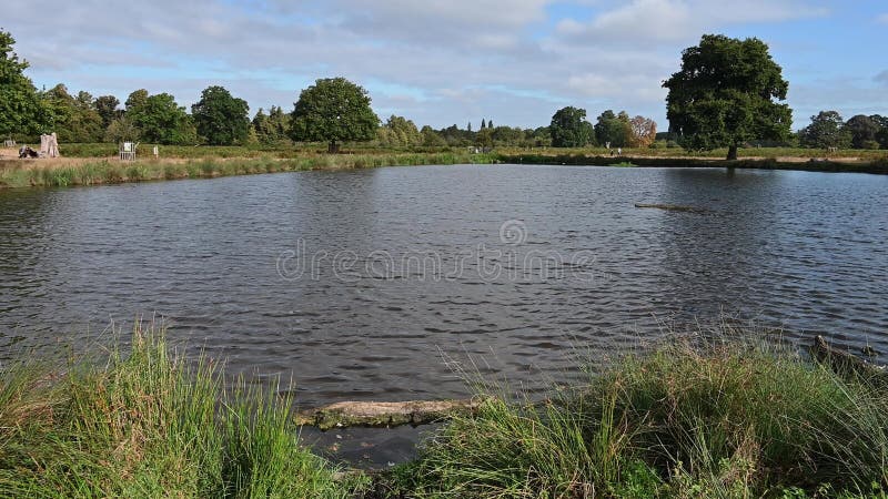 Walking with Nature at Bushy Park Ponds Stock Footage - Video of family ...