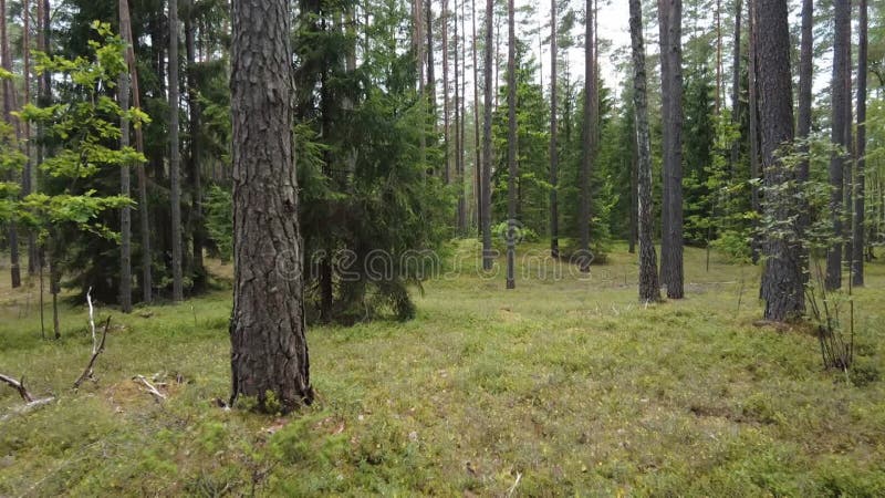 Walking in Pine Tree Forest in Summer Stock Footage - Video of ...