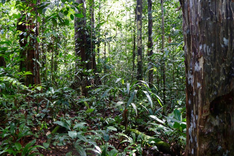 Walking Over Amazon Deep Jungle Stock Photo - Image of america, green ...