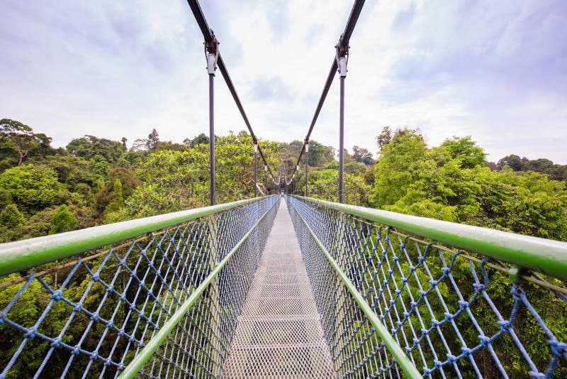 Walking Over the Green Trees through a Tree Top Walk in Singapore Stock ...