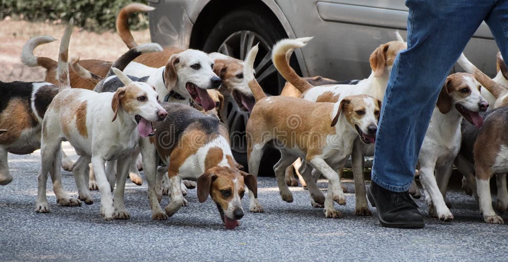 127 Man Walking Pack Dogs Stock Photos - Free & Royalty-Free Stock ...