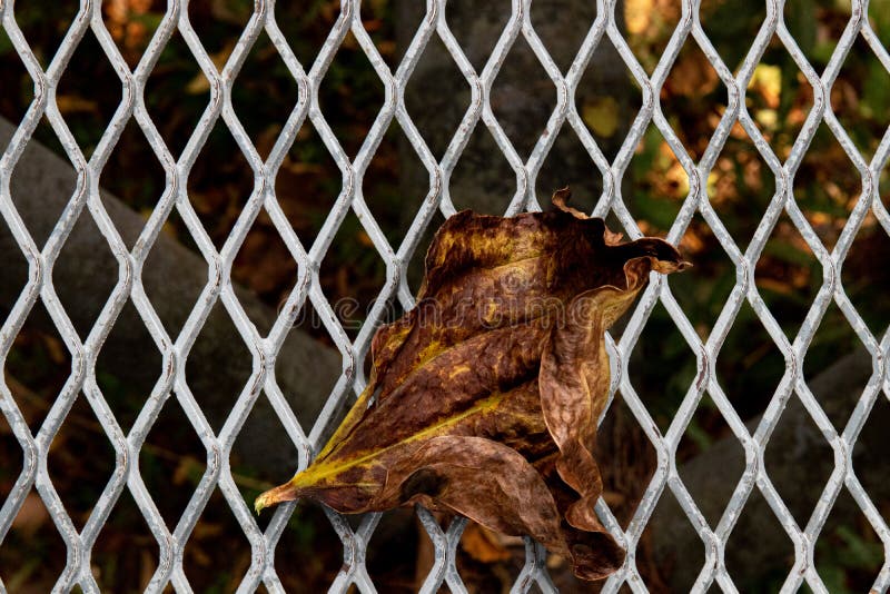 Dried Falling Leaf on the Expanded Metal Stock Image - Image of pattern ...