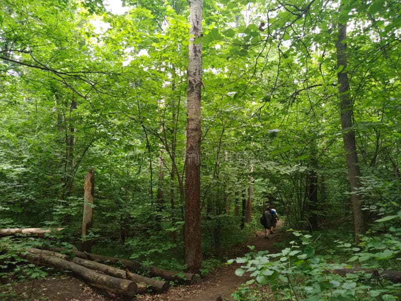 Walking Pass Surrounded by the Trees Stock Image - Image of nature ...