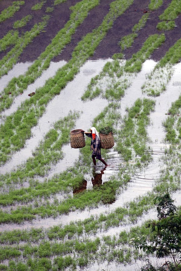 Carrying Feed editorial photo. Image of farm, depleted - 30191756