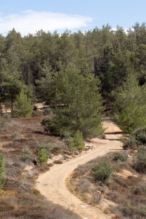 A walking path stock image. Image of forest, tourism - 13258081
