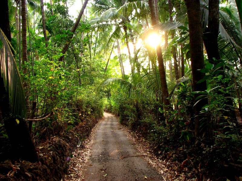 Walking the Path stock image. Image of beam, light, jungle - 2227907