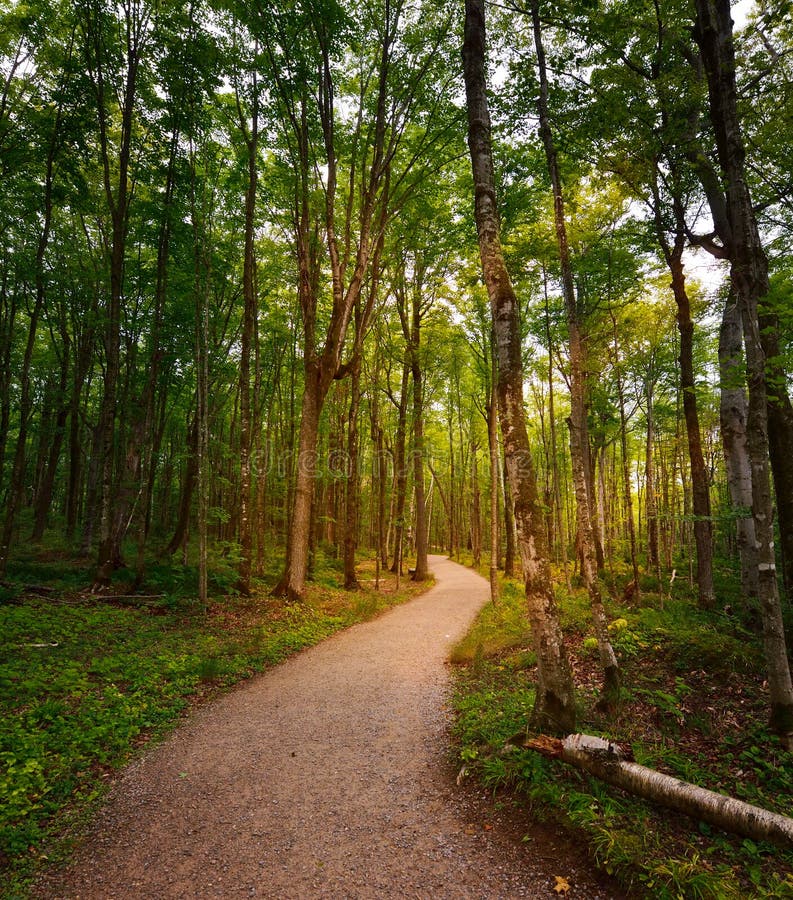 Radnor Lake in Nashville Tennessee,Wooded Fenced Path in the Forest ...
