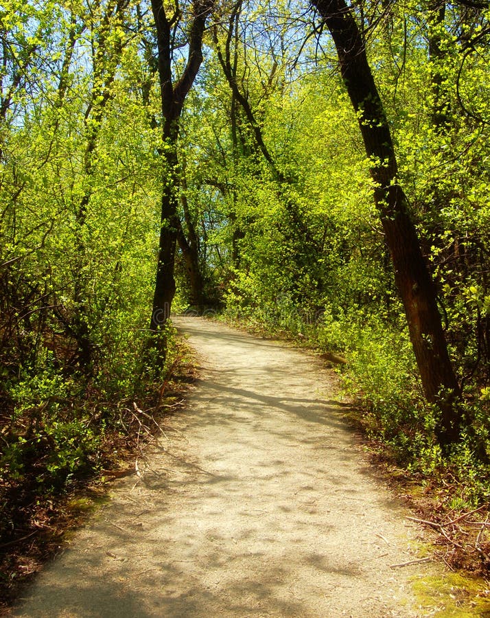 Walking path stock image. Image of dream, woods, leaves - 26470677