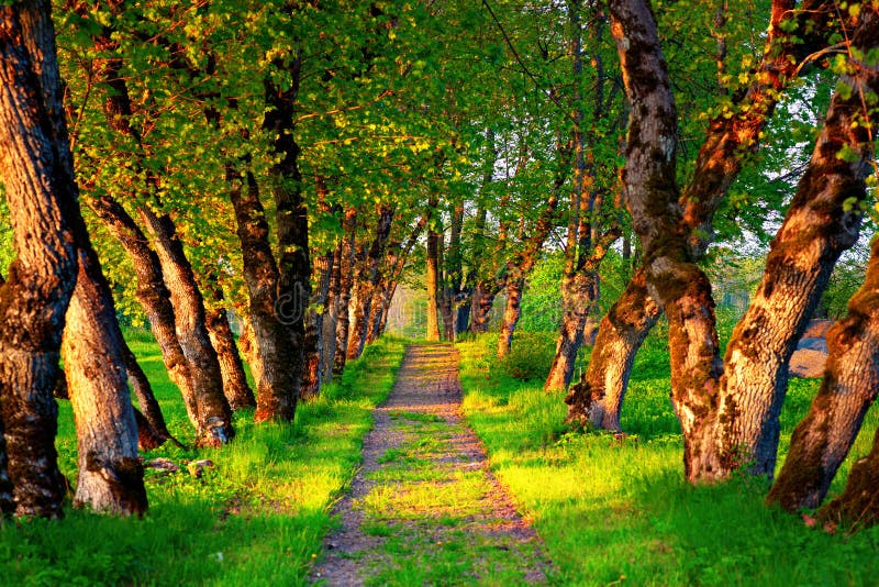 Walking path stock photo. Image of twilight, park, path - 29545346