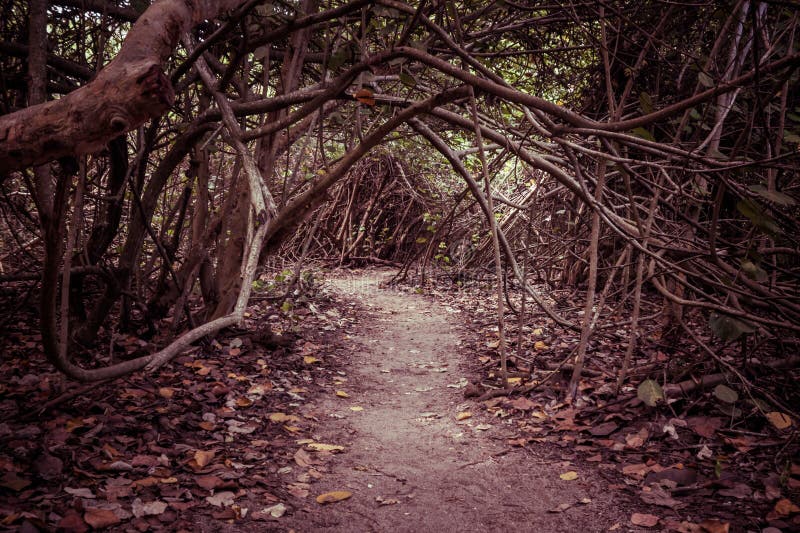 Scary path in a forest stock photo. Image of black, magic - 26544402