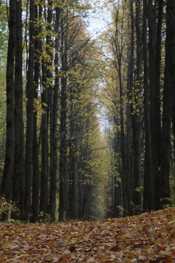 Forest Park Road among Trees and Autumn Leaves Stock Photo - Image of ...