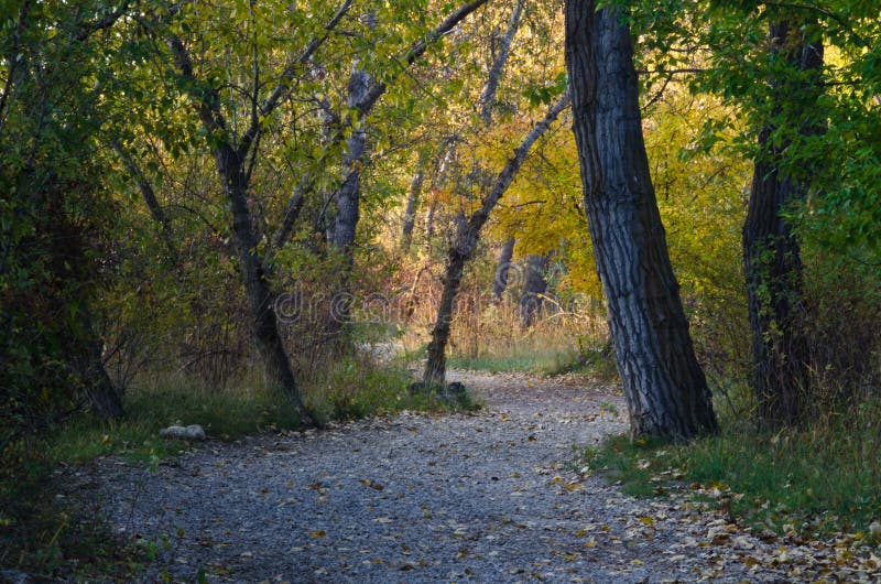 Walking Path through the Autumn Forest Stock Image - Image of hidden ...