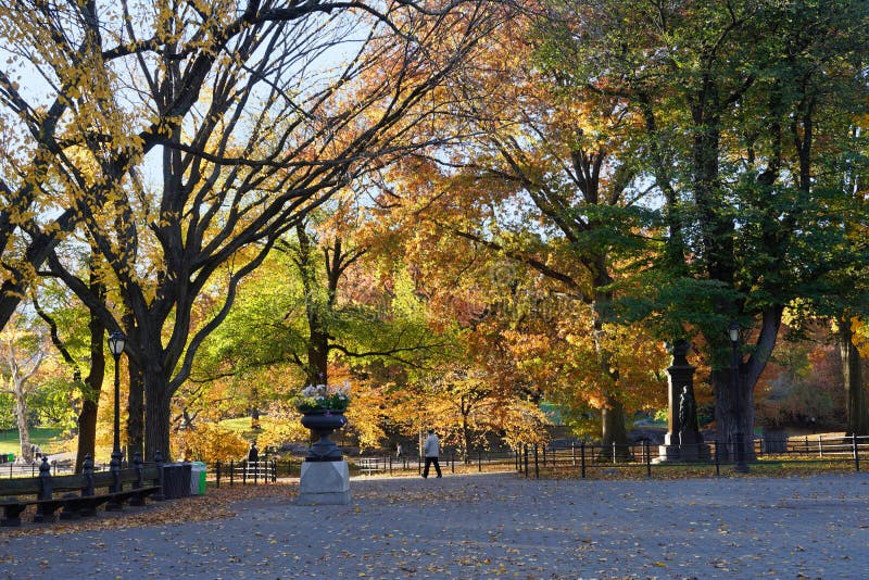 Walking Path in Central Park Stock Image - Image of tree, york: 246451185