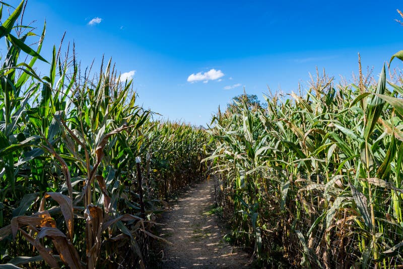 Walking Path through the Corn Field Stock Image - Image of cornfield ...