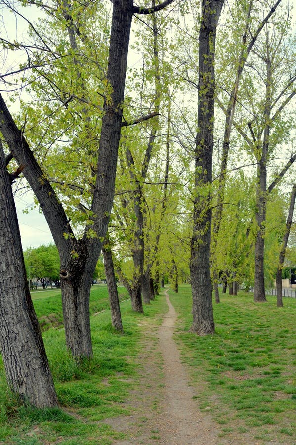 Walking Path at Creek at Spring with Trees Stock Photo - Image of road ...
