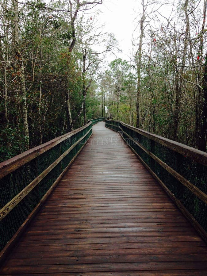 Creek and Path into the Forest Stock Image - Image of teak, visited ...