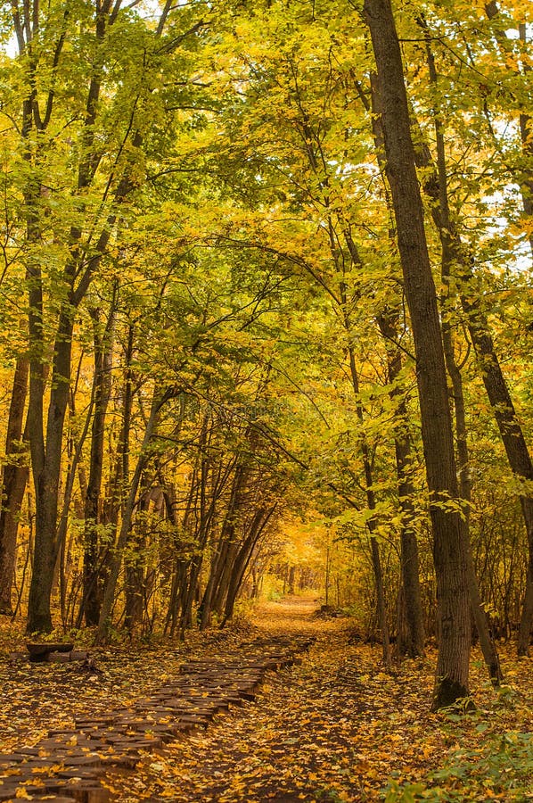Walking Path in the Deep Forest Surronded by Dense Trees in the Autumn ...