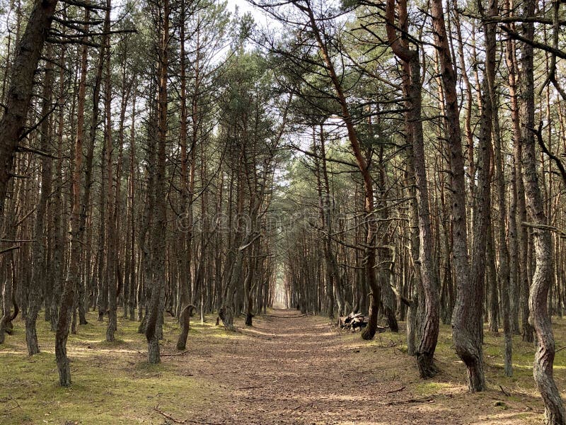 Walking Path in a Dense Pine Forest Stock Photo - Image of tree, rural ...