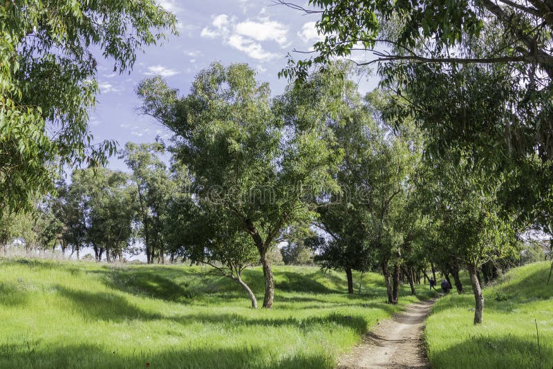 Walking Path between Eucalyptus Trees. Israel Stock Photo - Image of ...
