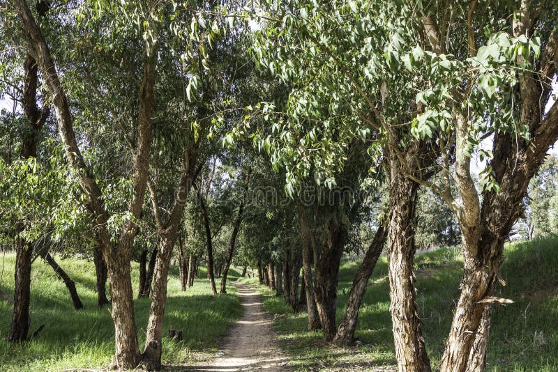 Walking Path between Eucalyptus Trees. Israel Stock Image - Image of ...