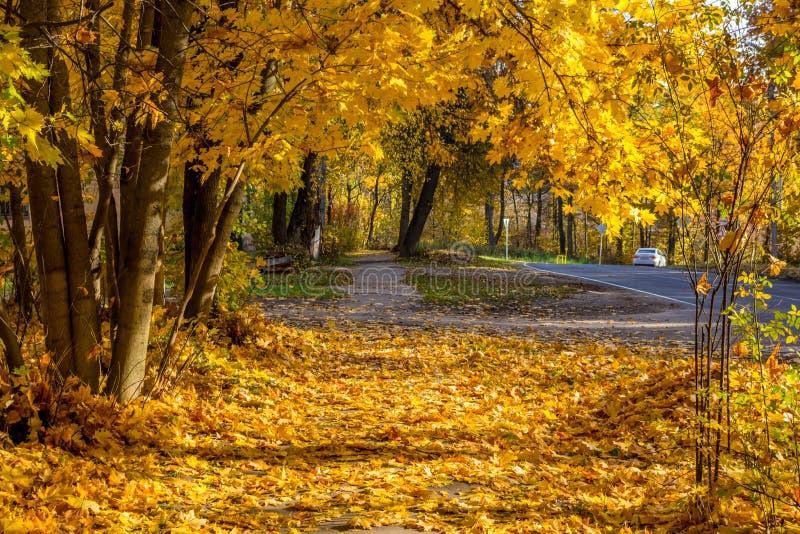 Walking Path in Fall Foliage Stock Image - Image of road, season: 140224851