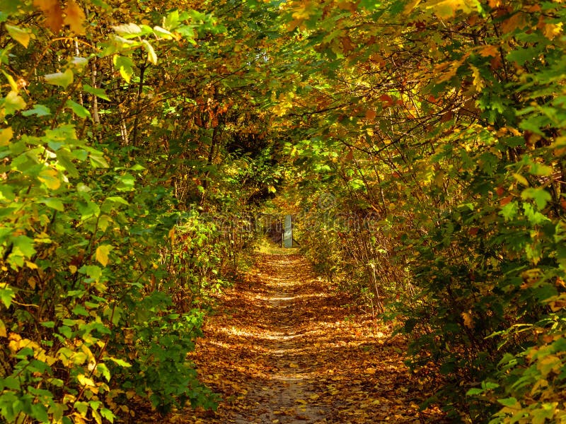 Walking Path with Fallen Leaves among the Bushes Stock Photo - Image of ...