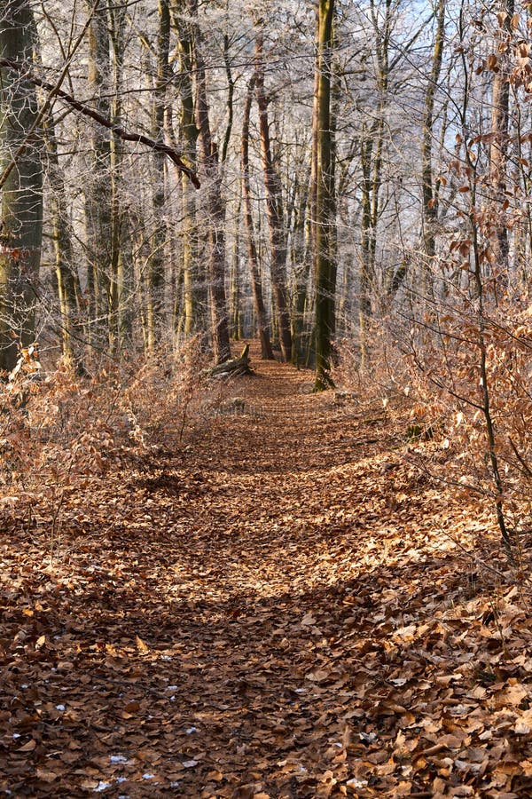 Walking Path in the Forest, Note? Forest, Note? River Valley Stock ...