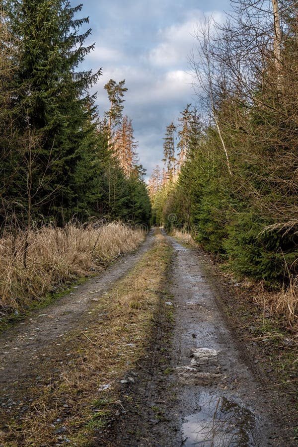 Walking Path in Forest. Forest Road Stock Image - Image of tree, road ...