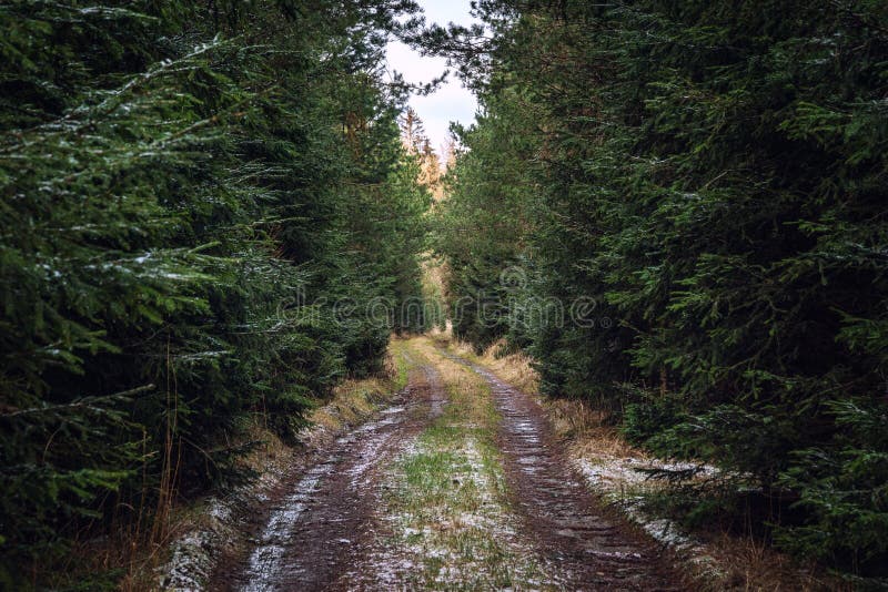 Walking Path in Forest. Forest Road Stock Image - Image of environment ...