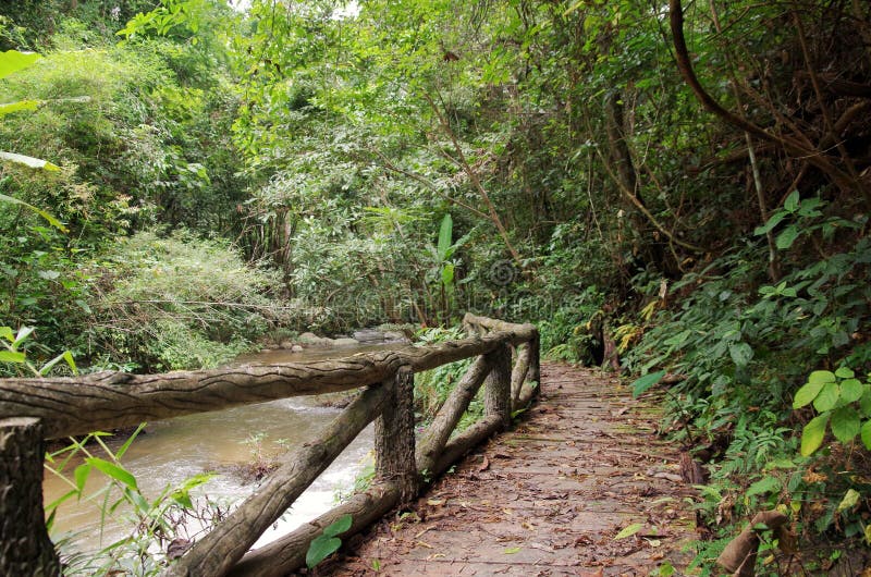 A Walking Path through the Forest with a Stream Running through it ...