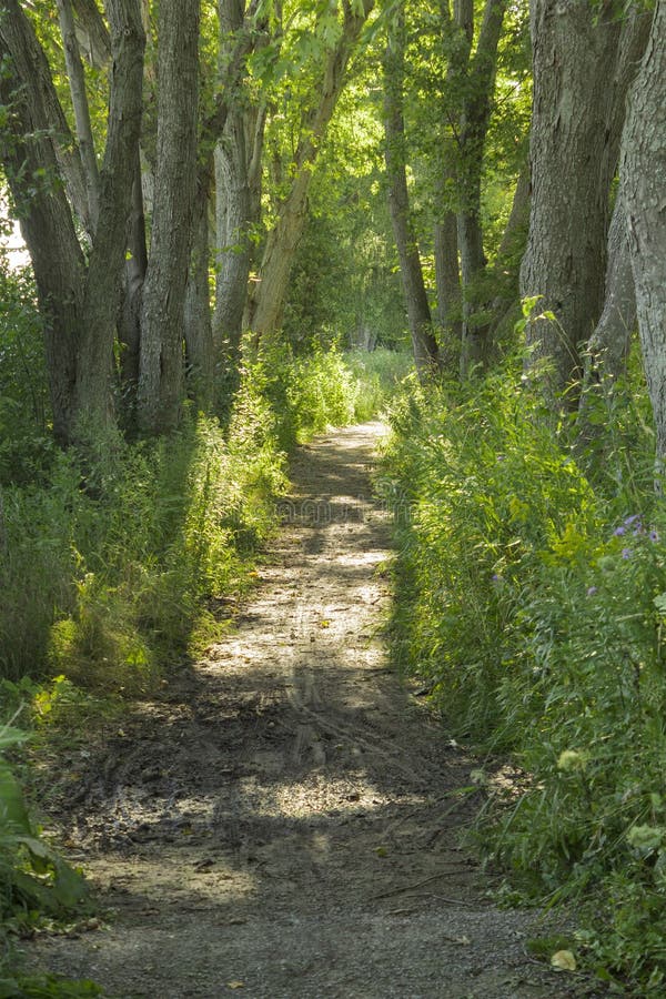 Walking Path in the Forest on a Sunny Day in the Summer Stock Image ...